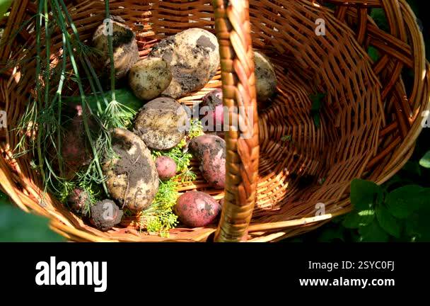 Peasants collect potatoes with their hands and throw them into baskets ...