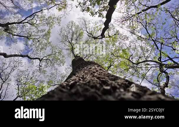 A breathtaking upward view of a tall tree trunk leading to a canopy of ...