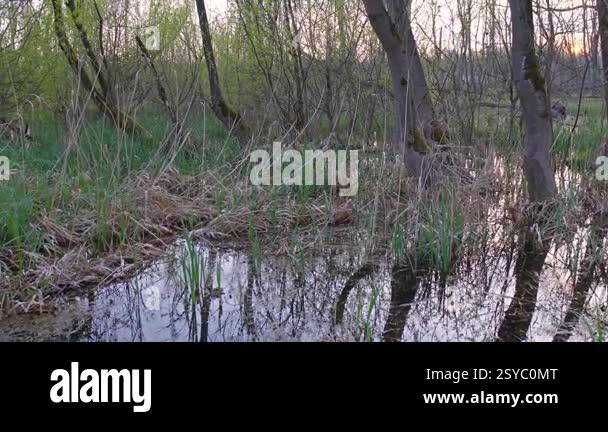 A mesmerizing view of a lush foliage, waterlogged forest at sunset. The ...