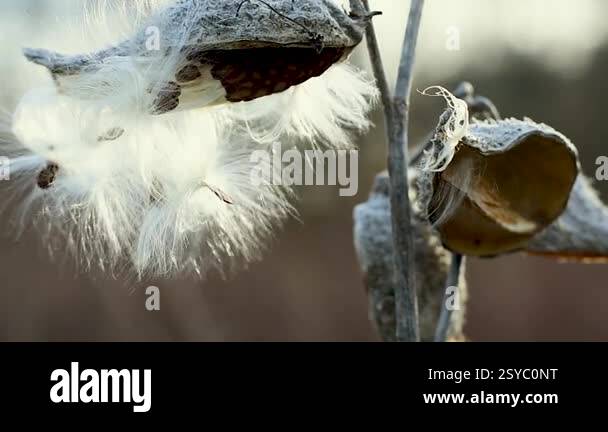A close-up view of a dried common milkweed pod, revealing silky pappus ...