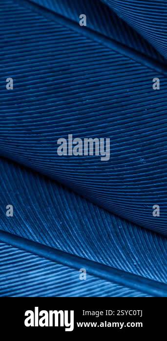 blue feather pigeon . texture or background Stock Video Footage - Alamy