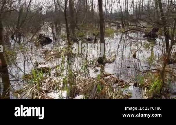 A peaceful journey through a sparse forest with trees, bushes, and ...