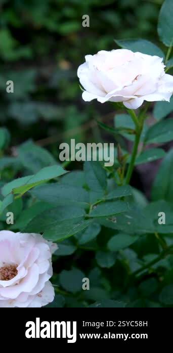 white rose flowers. Close up the white roses blown by the wind. White ...