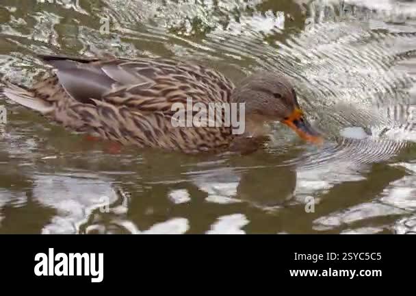 A gentle duck foraging in the tranquil waters of a lake, showcasing ...