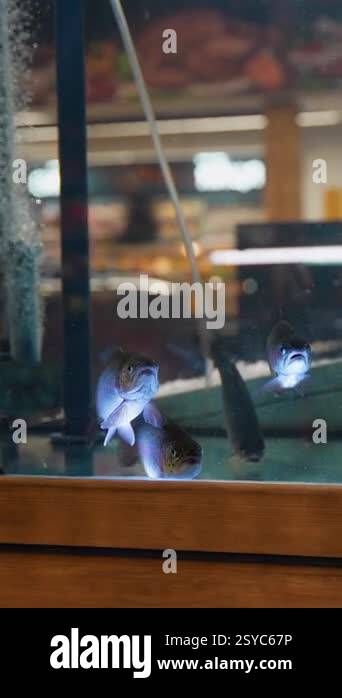 Several live fish swim in a supermarket aquarium, illuminated by bright ...