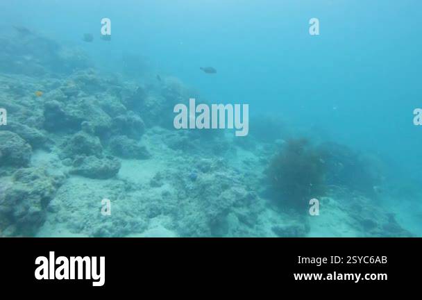 marine life with corals at deep sea clear blue water at morning Stock Video Footage - Alamy