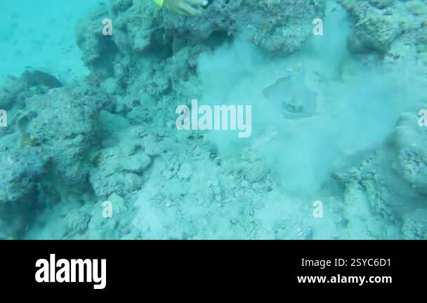 stingray hideout in sand marine life with corals at deep sea clear blue ...