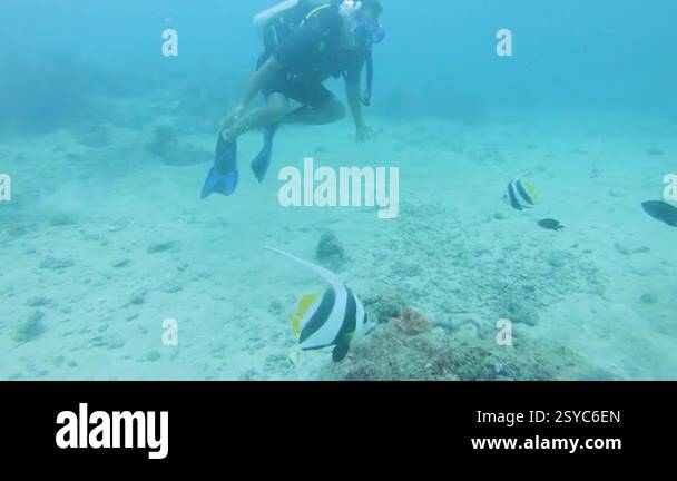 scuba diver enjoying adventurous deep-sea dive with marine life ...
