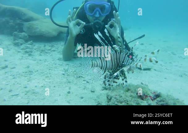 scuba diver enjoying adventurous deep-sea dive with red lionfish marine ...