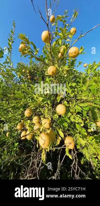Vertical video. Lemon Tree Full of Bright Yellow Fruits Hanging on ...