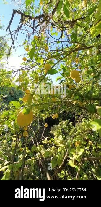 Vertical video. Dense Lemon Tree Canopy With Yellow Fruits Hanging ...