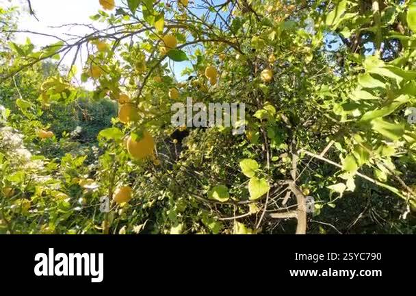 Dense Lemon Tree Canopy With Yellow Fruits Hanging Amidst Green Leaves ...