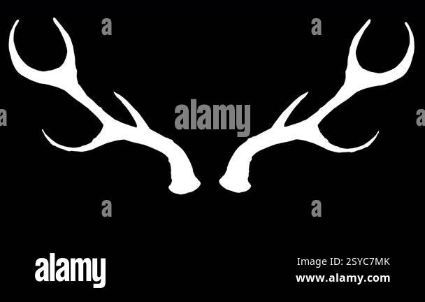 Cartoon white deer antlers grow on a black screen. A humorous animation ...
