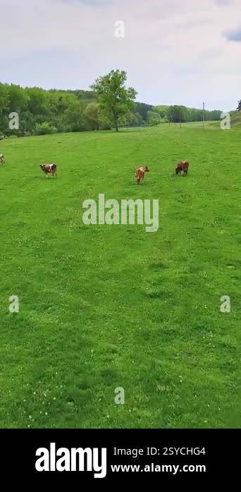 Flying over the fresh green meadow and approaching the cattle herd ...