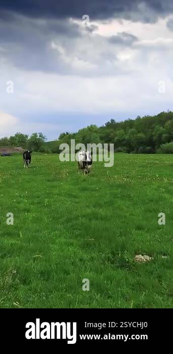 Few cows standing on the beautiful green meadow with white flowers ...