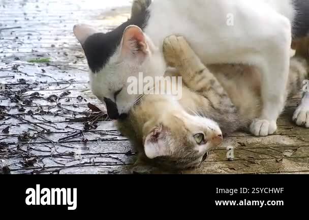 Two cats are mating on the street Stock Video Footage - Alamy