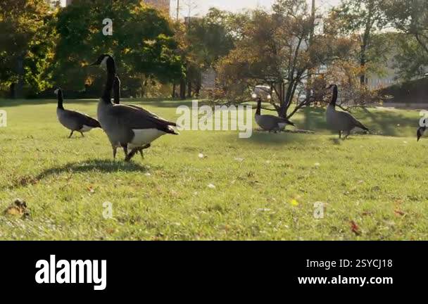 Group of geese walking and exploring the grass pecking for food at the ...