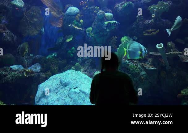 The aquarium with different colorful fishes. Small girl is watching the ...