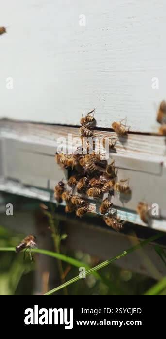 Bee activity at the entrance of the hive. Many bees carrying pollen and ...