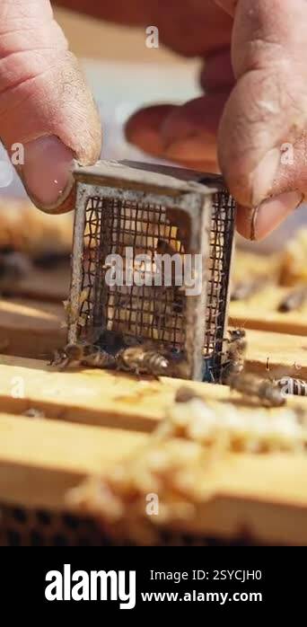 Beekeeping process. Beekeeper's hand putting small box with a queen bee ...