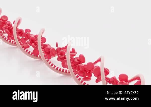 Red blood cells flow inside an DNA double helix. Space on the side for ...