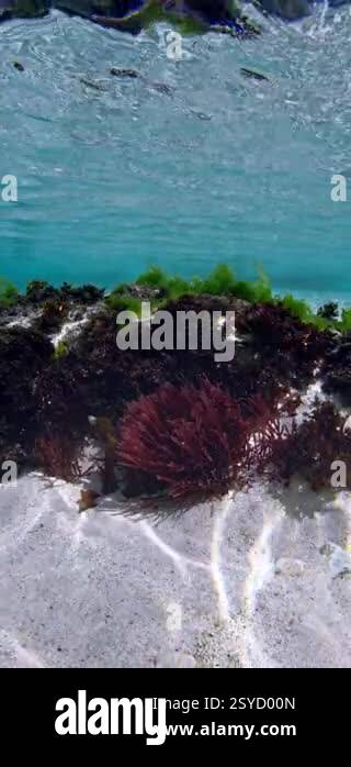 Tropical blue ocean with white sand and algae underwater in sunny day ...