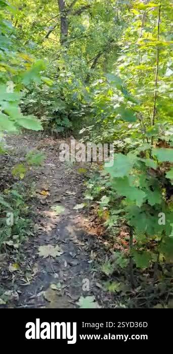 You walk along the path of the forest path. All around you are massive ...