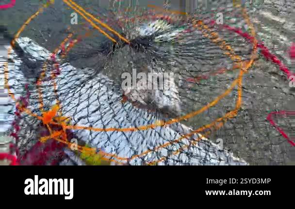 Crabs caught in a net on a boat Stock Video Footage - Alamy