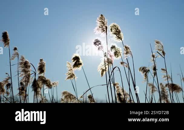 Golden sunlit reeds sway gently in the cold winter breeze, their ...