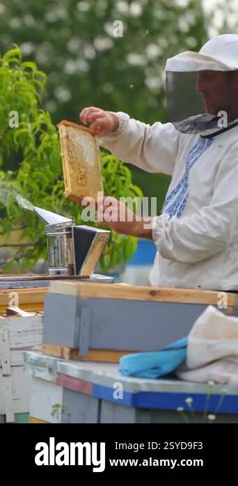 Experienced beekeeper on apiary. Male apiarist working with small ...