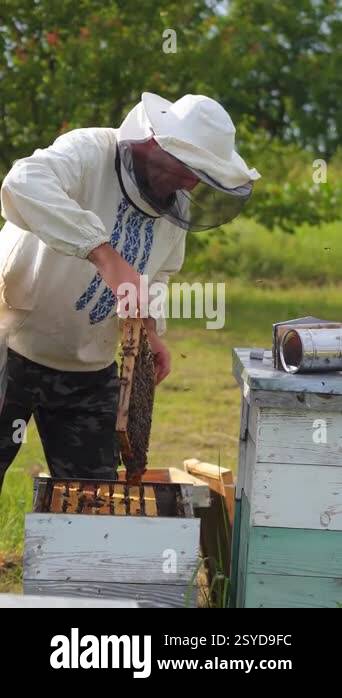Apiculturist on a bees farm among nature. Beekeeper taking out frame ...