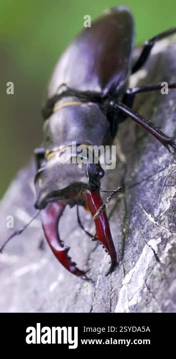 Stag Beetle (Lucanus cervus). Insect stag beetle on the old tree ...