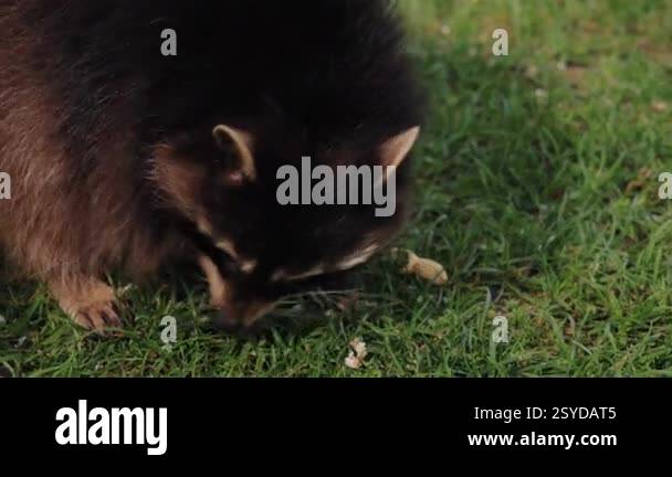 Food scattered, Grass meal, Raccoon dine. Fields scattered food ...