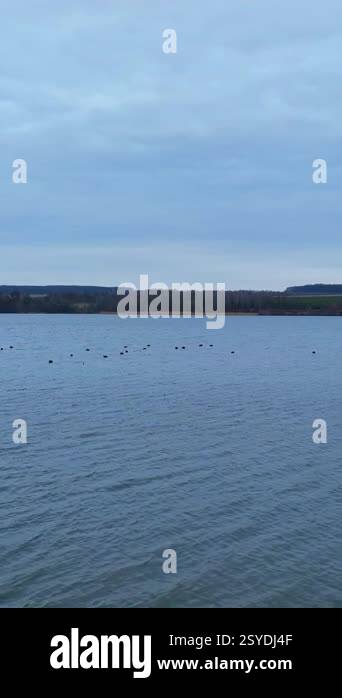 Flight over ducks on the lake. Wildlife outdoor duck migration ...