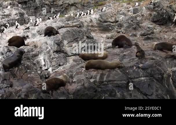 Patagonian wildlife and fauna. View of sea lions and cormorants resting ...
