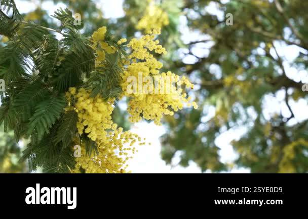 Vibrant mimosa flowers in full bloom with green foliage against natural ...