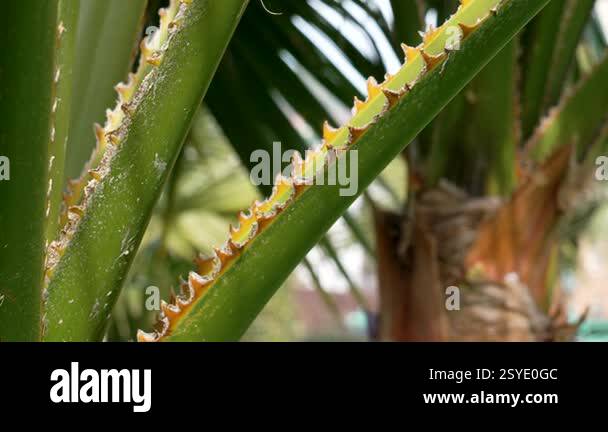 Spiky serrated green palm stem of Washingtonia filifera tree with sharp ...
