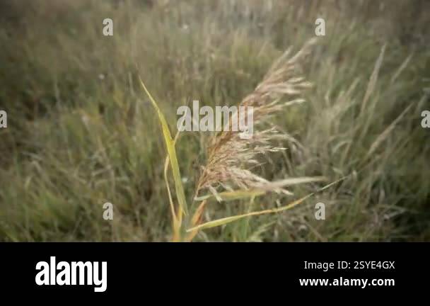 Dry grass in a field sways in a strong wind. Cold windy day in late ...