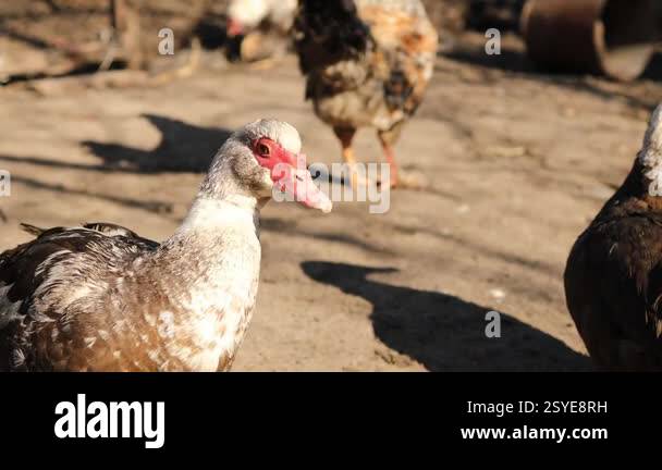 A group of Muscovy ducks walk around a farm during a bright, sunny ...