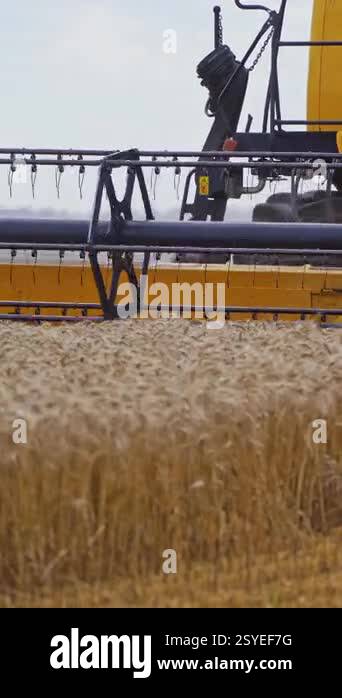 Harvesting of field with combine. Farm combine harvesting ripe yellow ...
