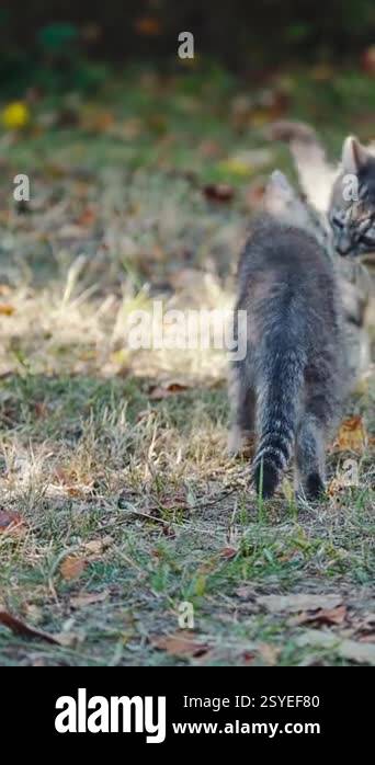 Two cute kittens playing. Cats best friends playing together outdoor ...