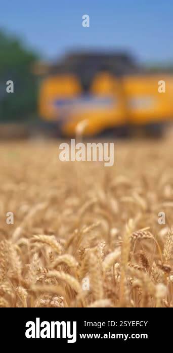 Special harvester cuts wheat. A special agricultural machine collects ...
