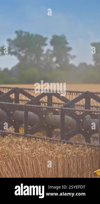 Special machine cuts wheat. Harvester mower mechanism cuts wheat ...