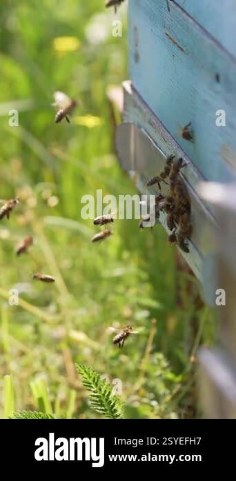 Bees flying near the beehive. Bees flying around beehive in spring ...
