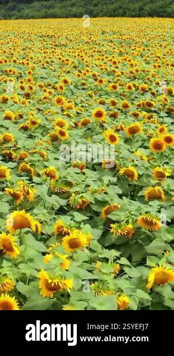 Beautiful summer farmland landscape Stock Videos & Footage - HD and 4K ...