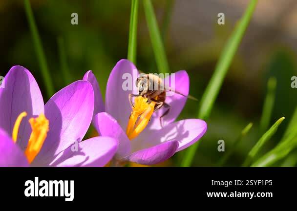 Bee (apis) on purple crocus flower in bloom drinking nectar in late ...