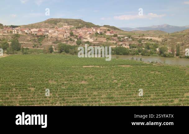 drone flies over endless fields of vineyards in sunny weather. drone ...