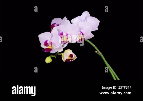 Orchid Blossoms. Blooming White Orchid Phalaenopsis Flower on Black ...
