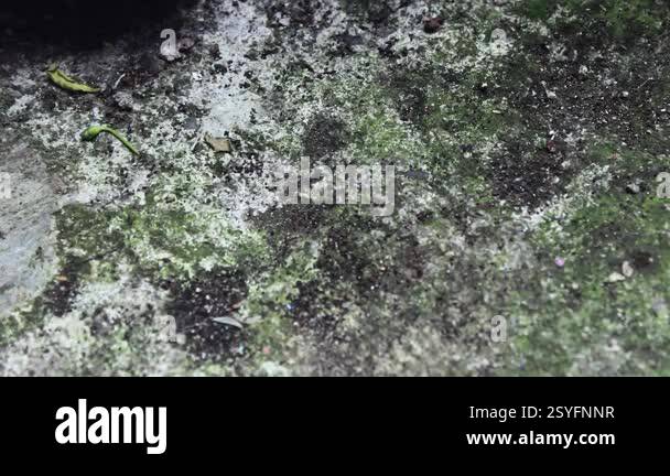 ants walking on the floor, swarm of ants, black ants Stock Video ...