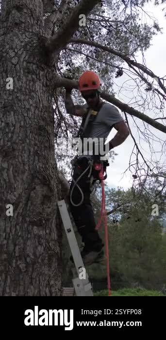 Professional arborist ascending a tall pine tree using a ladder and rope access techniques for ...